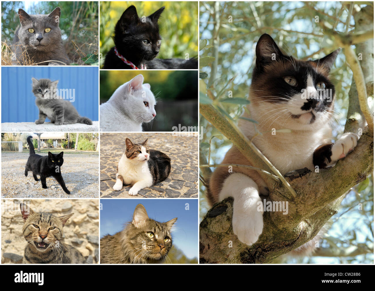 composite picture with tabby cat and kitten in the nature Stock Photo ...
