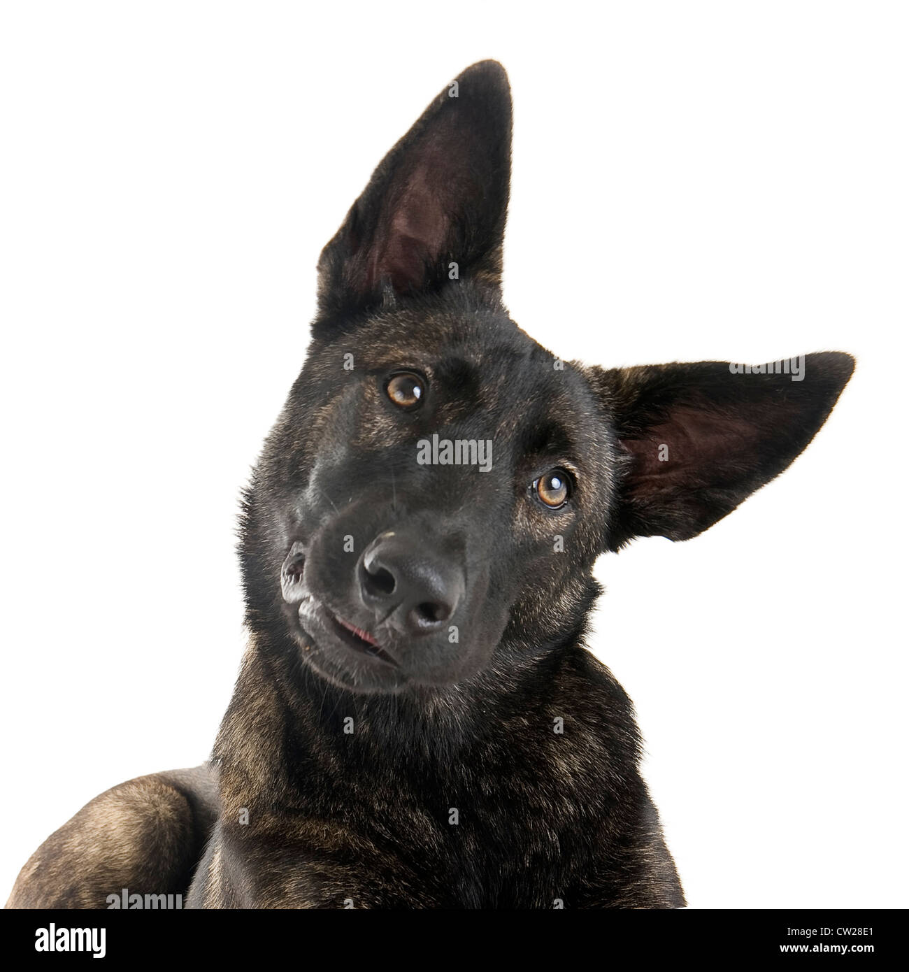 portrait of an holland shepherd in a studio Stock Photo - Alamy