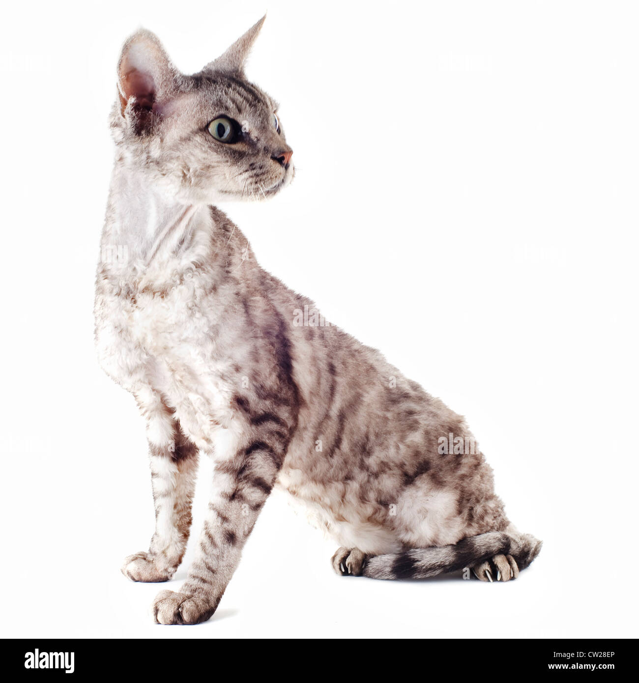 Devon rex hi-res stock photography and images - Alamy