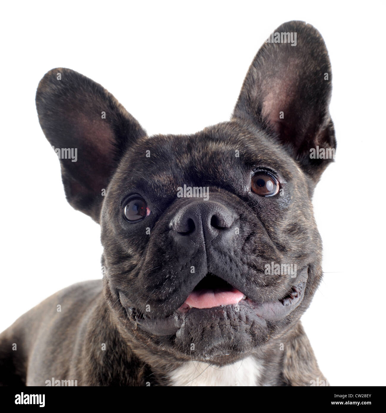 portrait of a purebred french bulldog in studio Stock Photo - Alamy