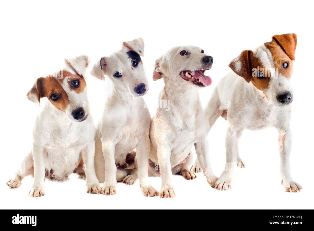 portrait of four purebred jack russel terrier in studio Stock Photo - Alamy