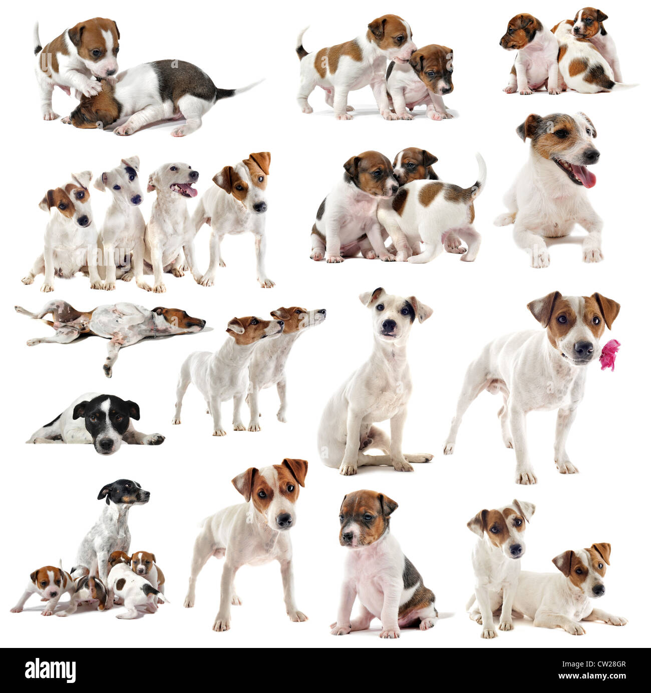 portrait of many purebred jack russel terrier in studio Stock Photo - Alamy