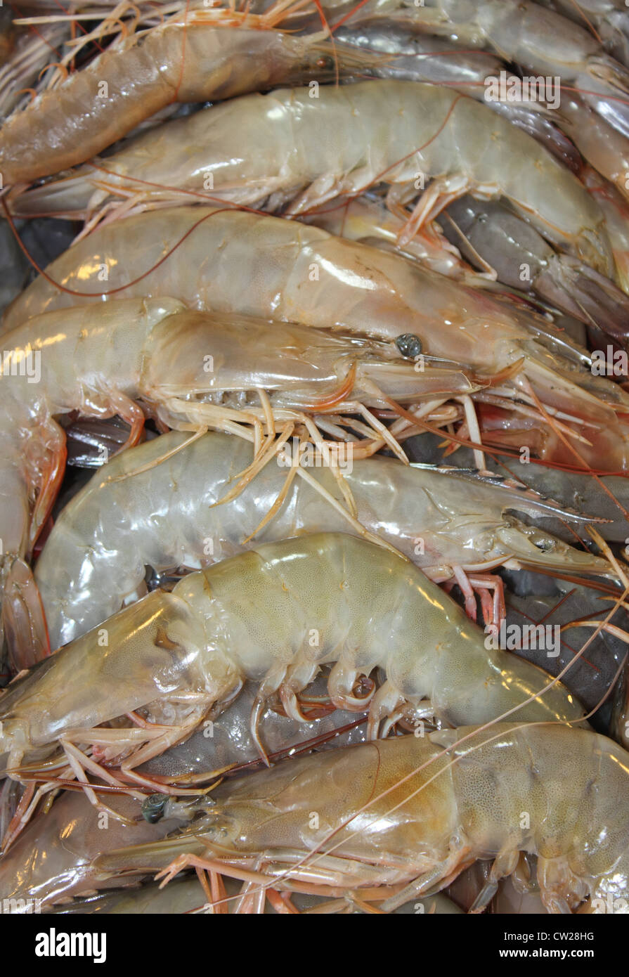 The big prawn hi-res stock photography and images - Alamy
