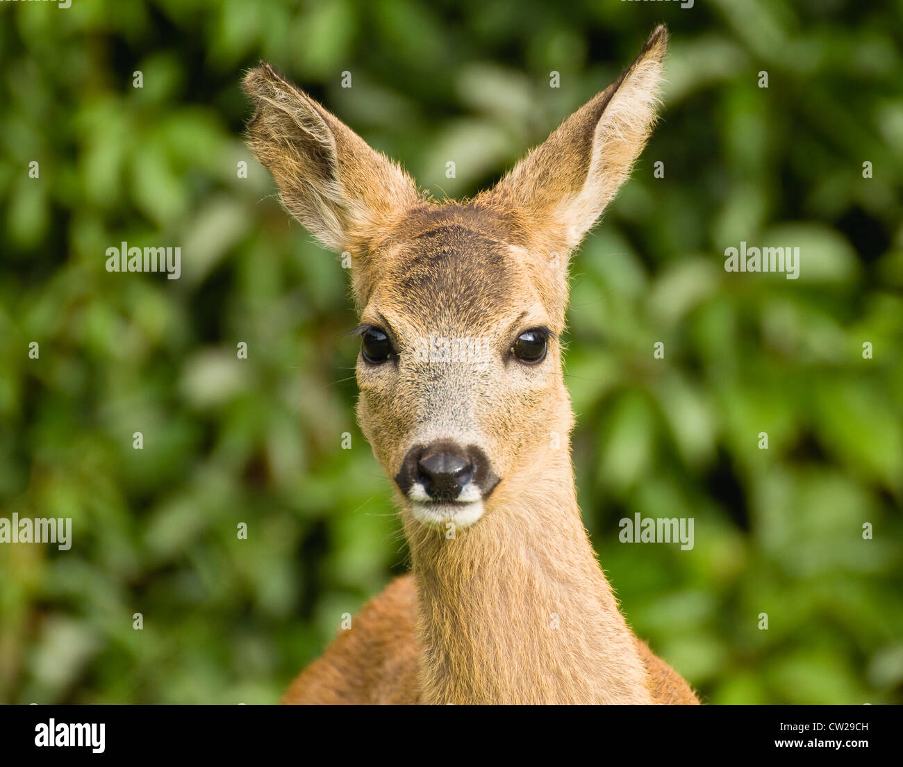 young Roe deer Stock Photo - Alamy