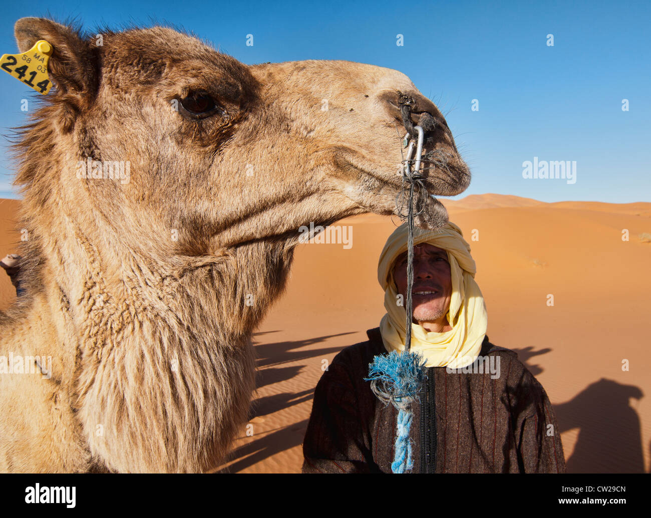 A Berber and his camel in the Sahara near Merzouga, Erg Chebbi, Morocco ...