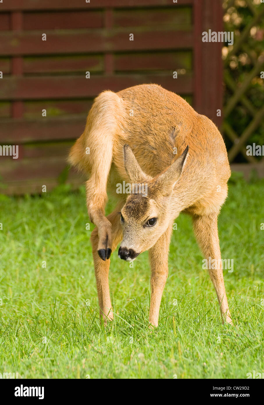 young Roe deer Stock Photo - Alamy