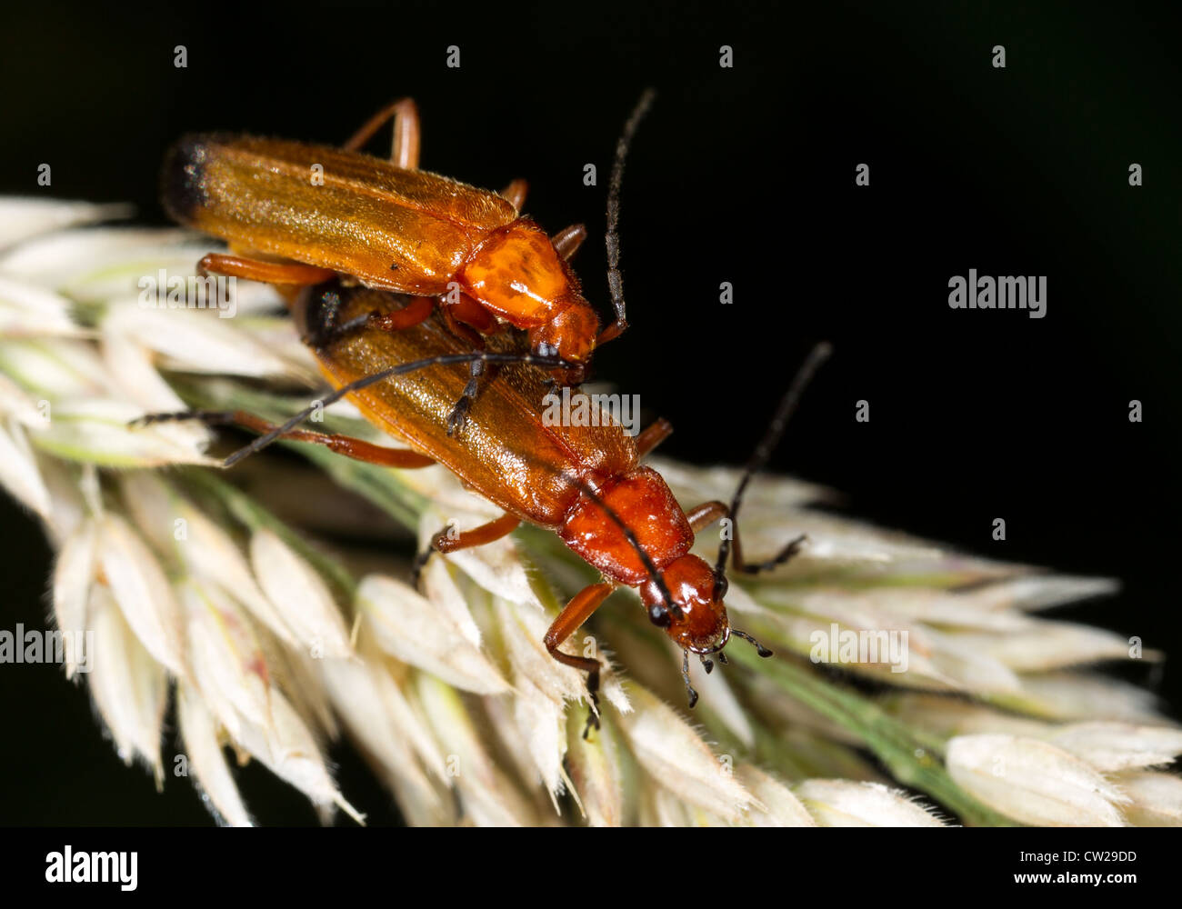 Common red soldier beetle (Rhagonycha fulva) mating Stock Photo - Alamy