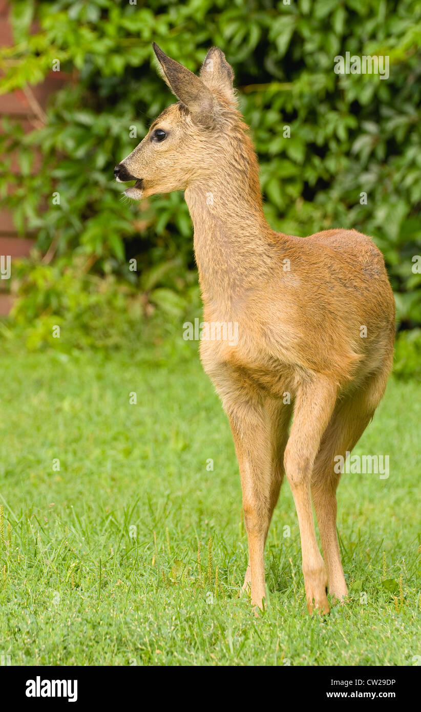 young Roe deer Stock Photo - Alamy