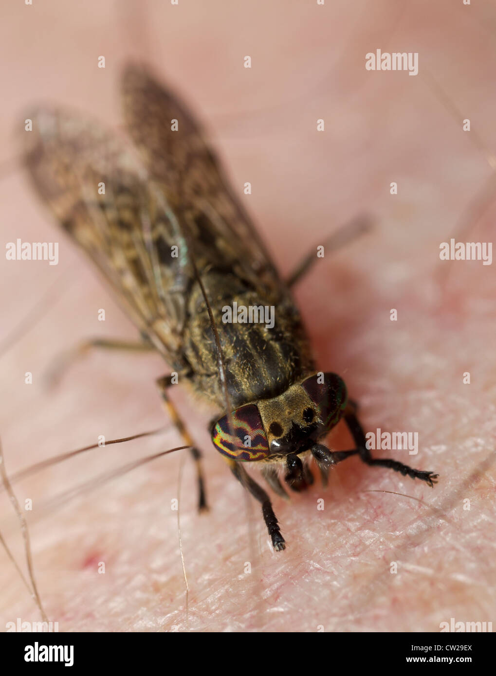 Female common horsefly, cleg or notch-horned cleg-fly (Haematopota ...