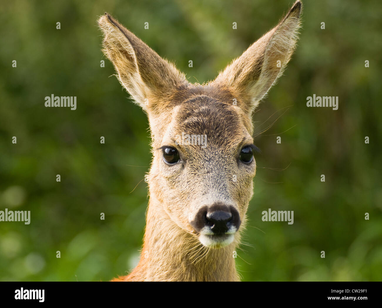 young Roe deer Stock Photo - Alamy