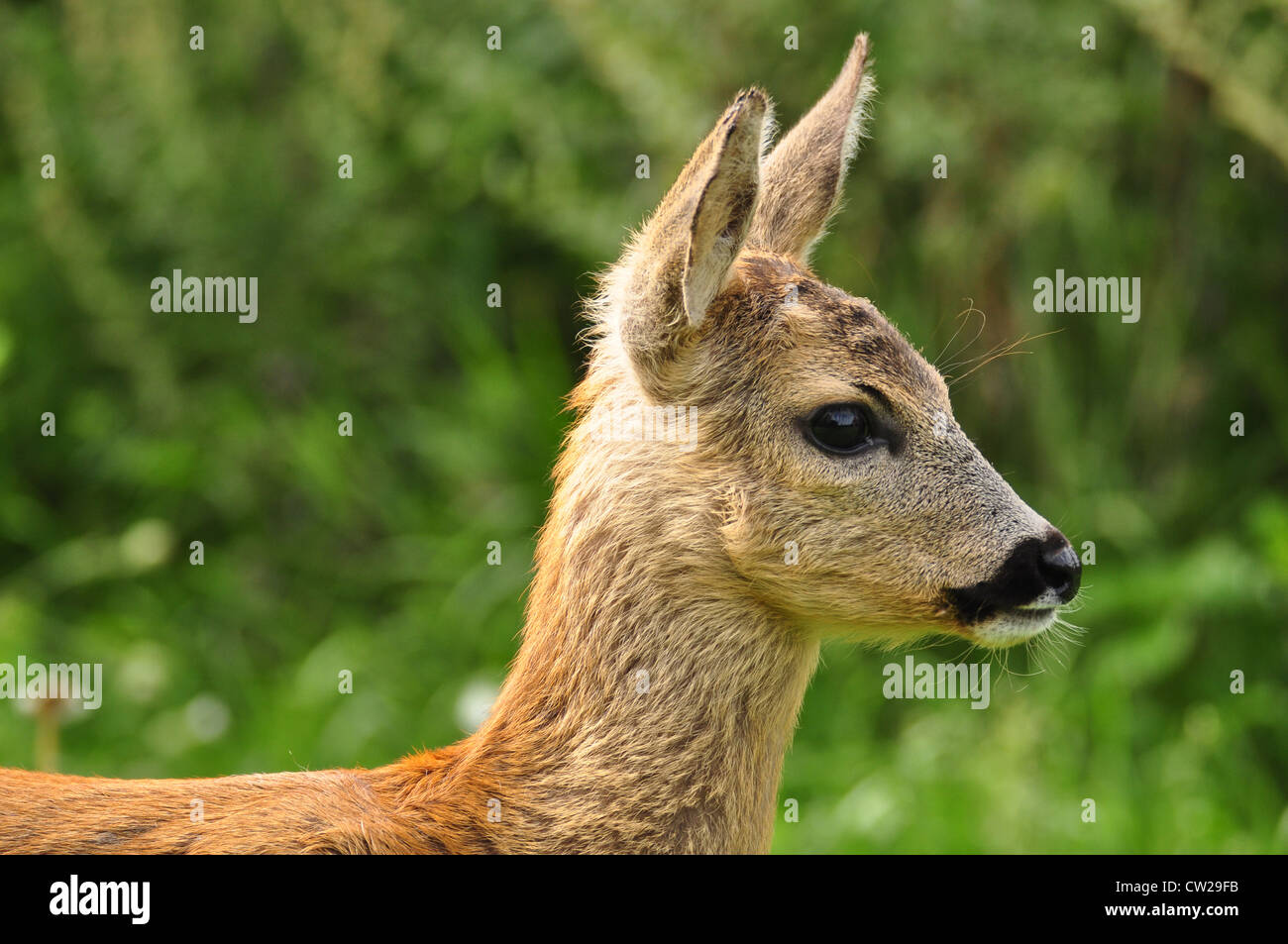 Young Roe deer Stock Photo - Alamy