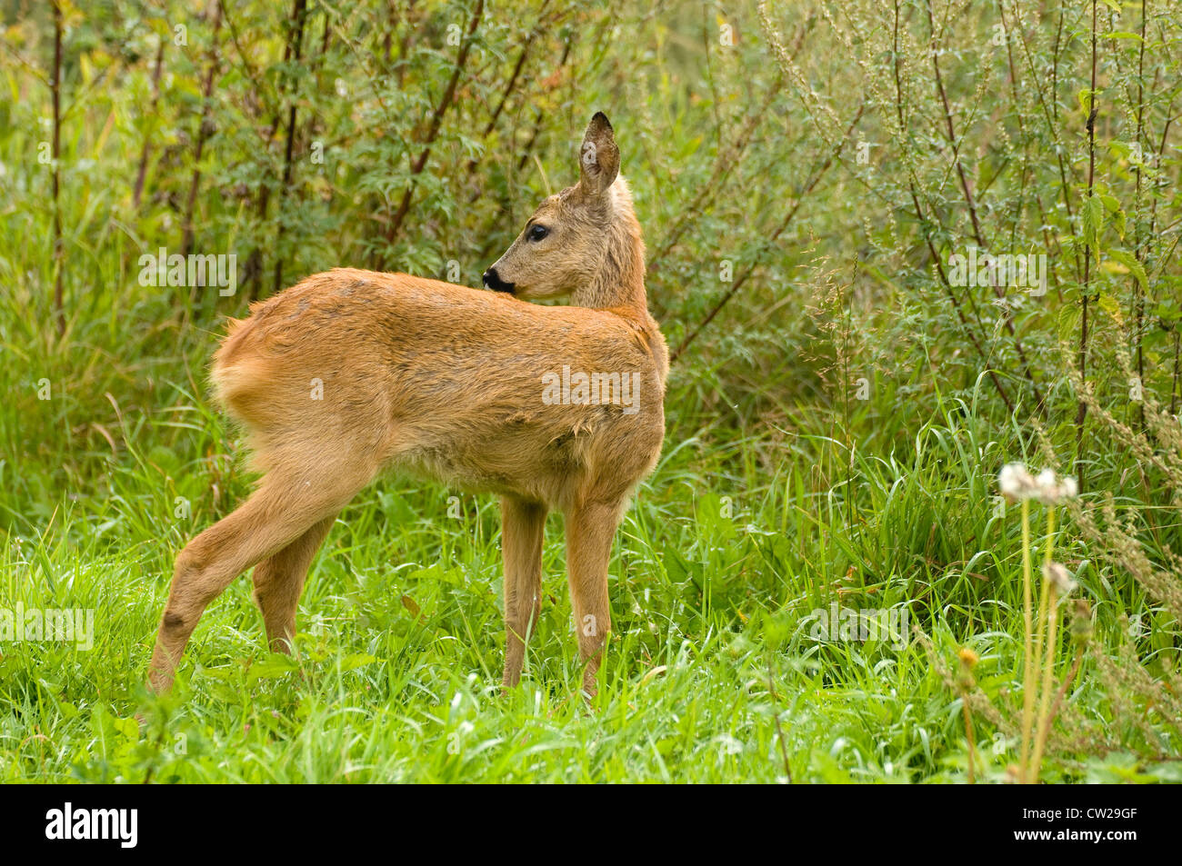 young Roe deer Stock Photo - Alamy