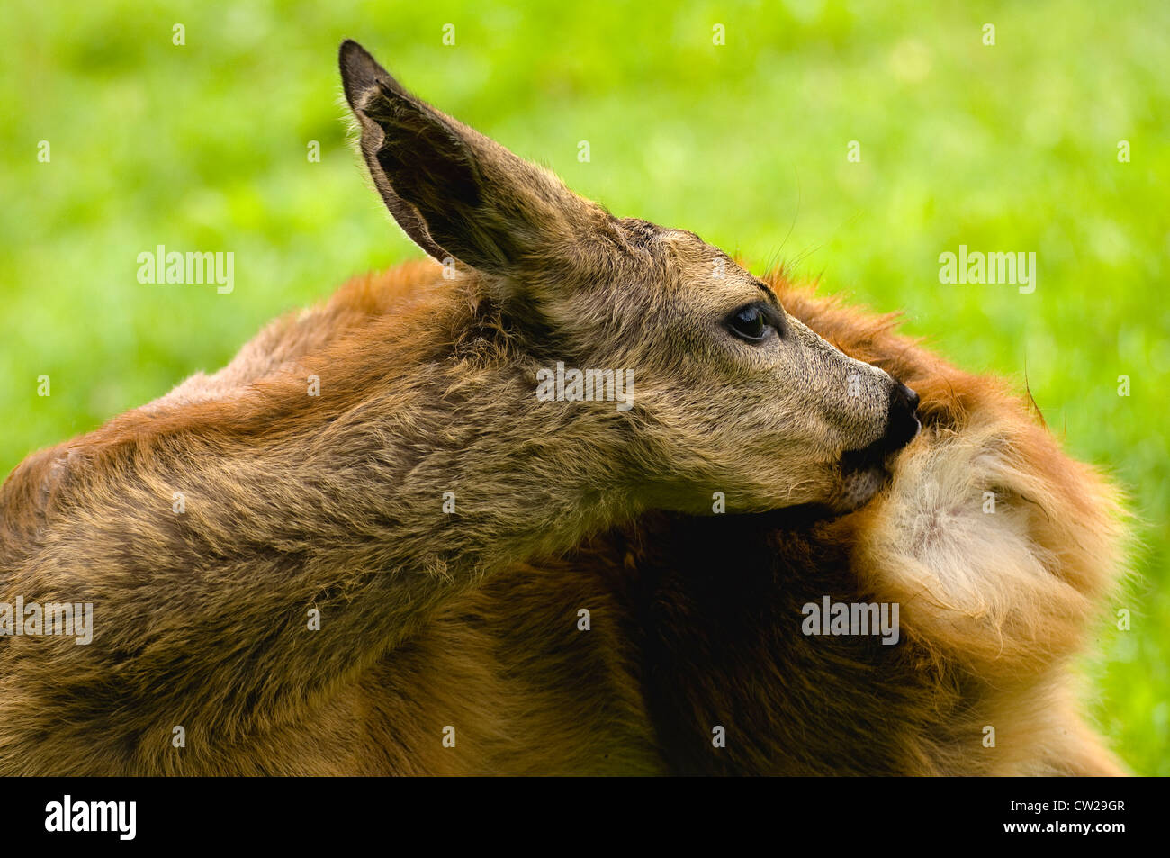 young Roe deer Stock Photo - Alamy