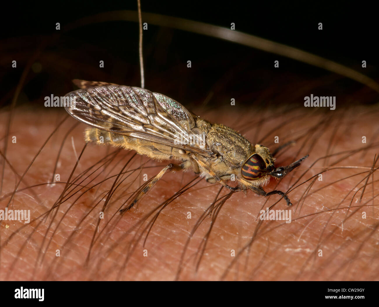 Female common horsefly, cleg or notch-horned cleg-fly (Haematopota ...