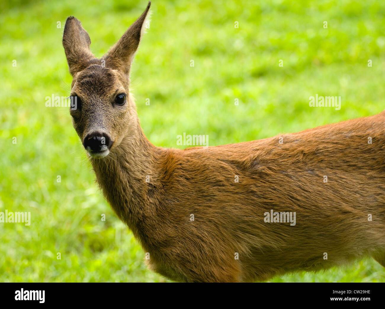 young Roe deer Stock Photo - Alamy