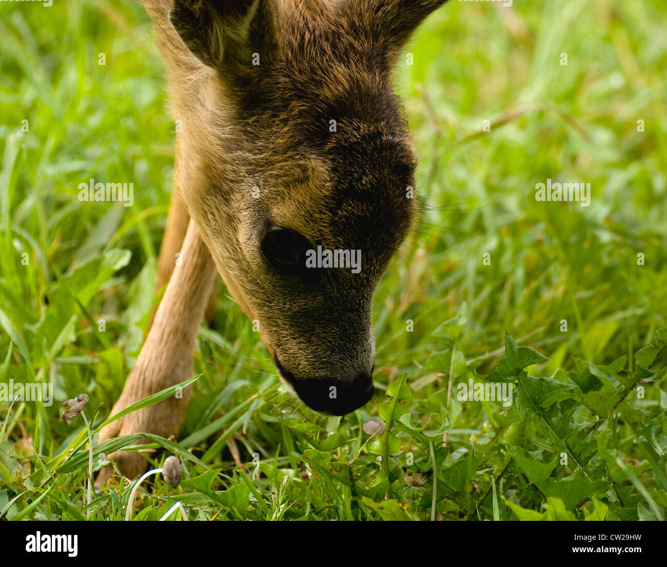 young Roe deer Stock Photo - Alamy