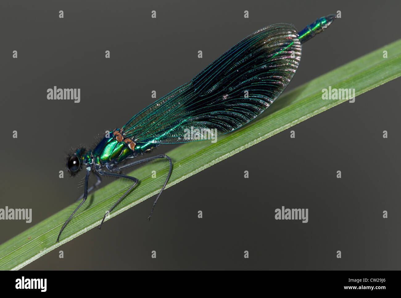 Banded agrion damselfly (Agrion splendens) or banded demoiselle, male ...
