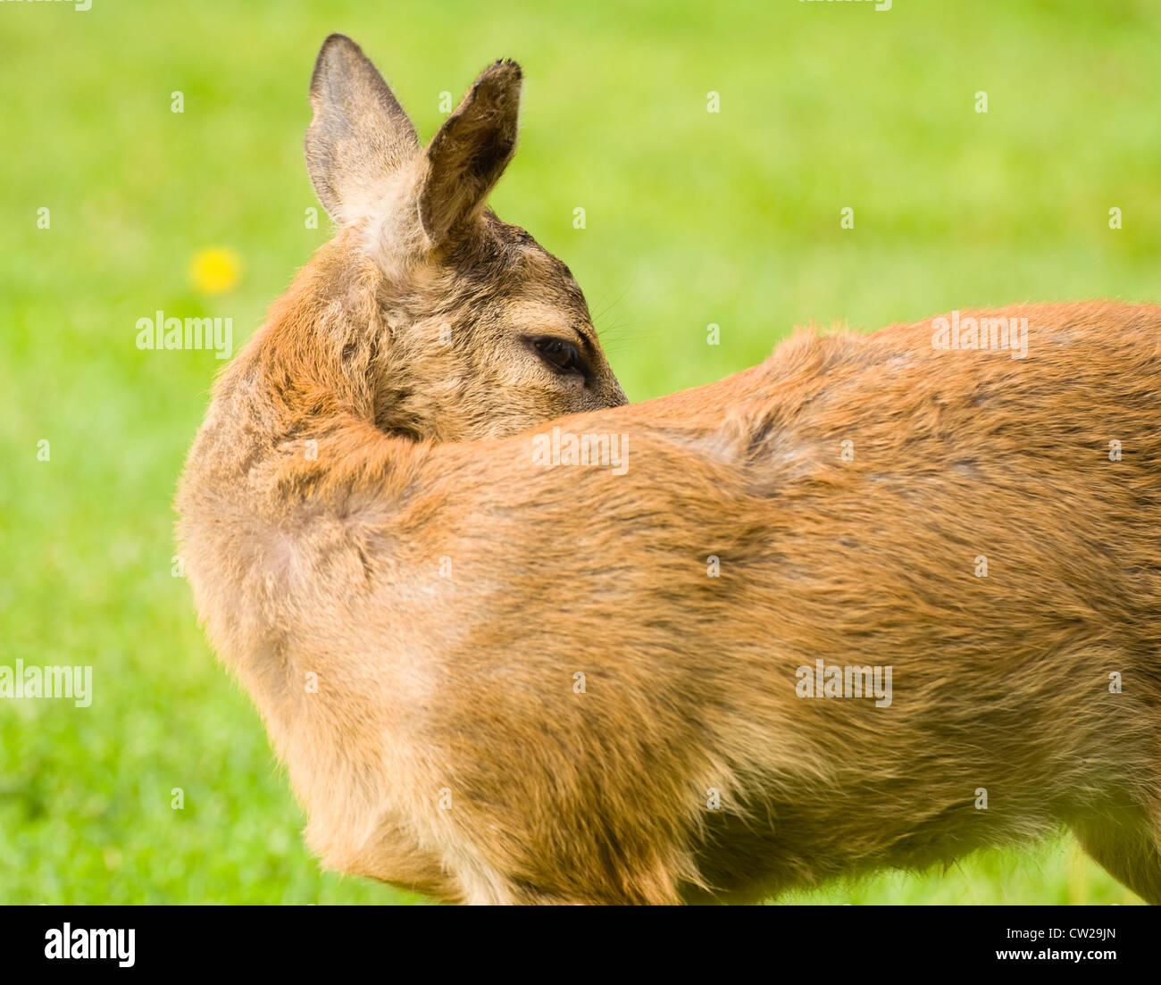 young Roe deer Stock Photo - Alamy