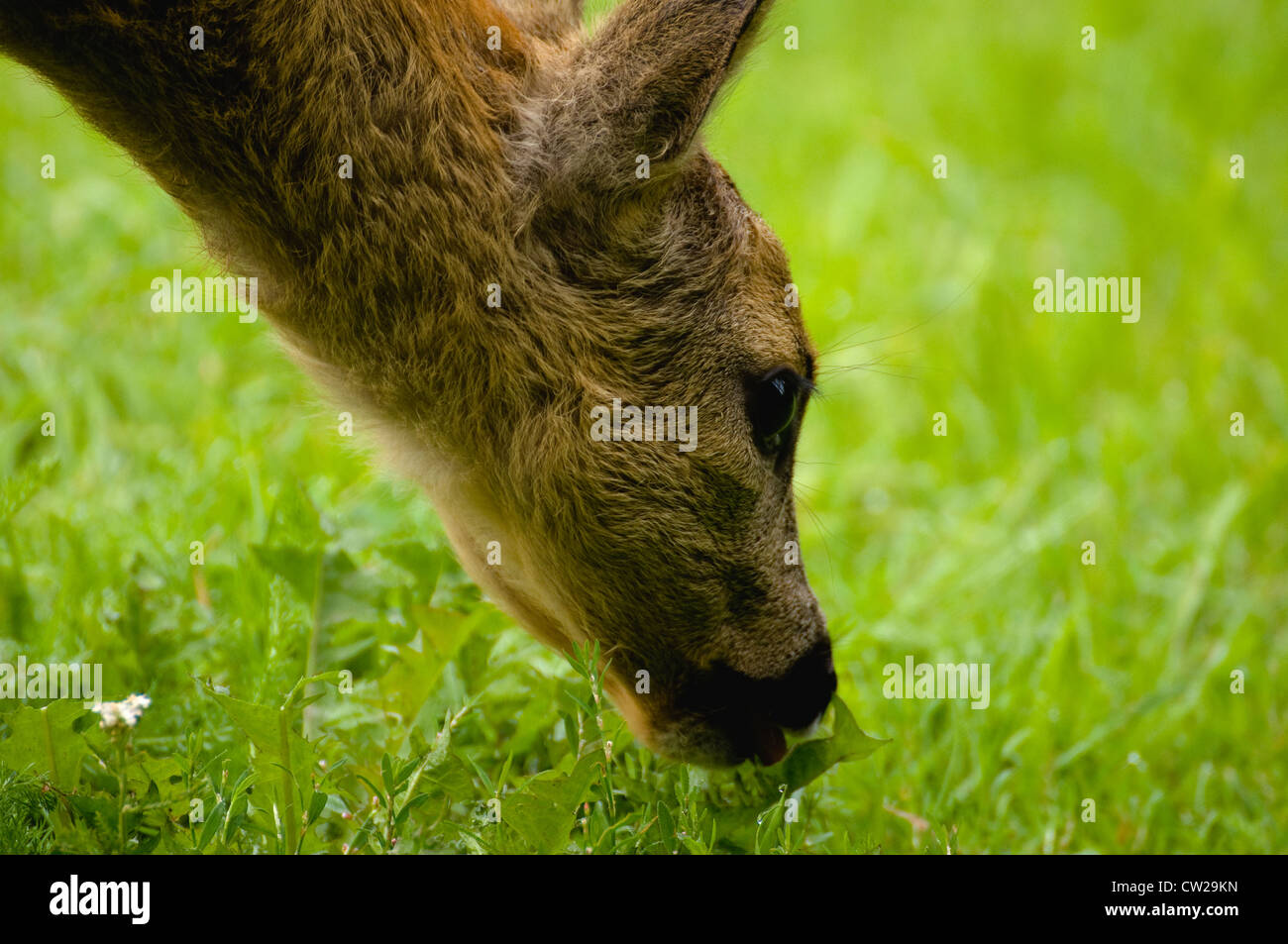 young Roe deer Stock Photo - Alamy