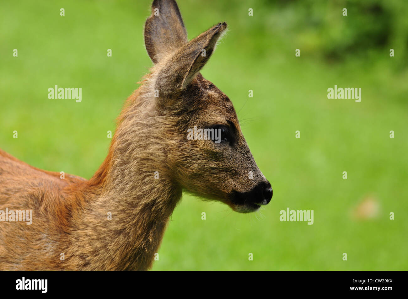 Young Roe deer Stock Photo - Alamy