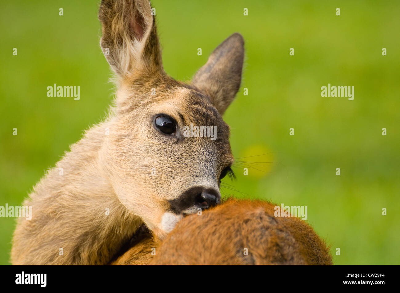 young Roe deer Stock Photo - Alamy