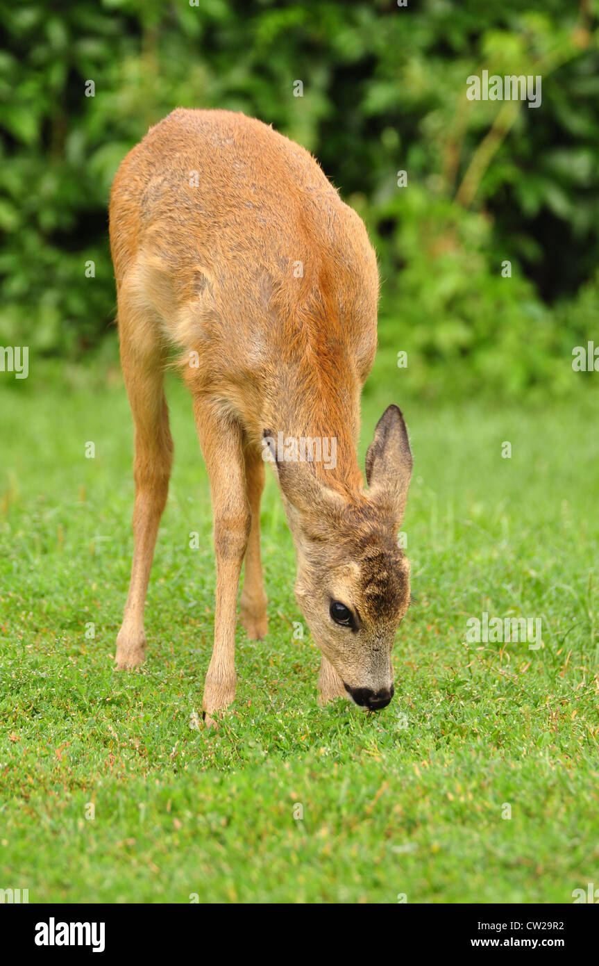 Young Roe deer Stock Photo - Alamy