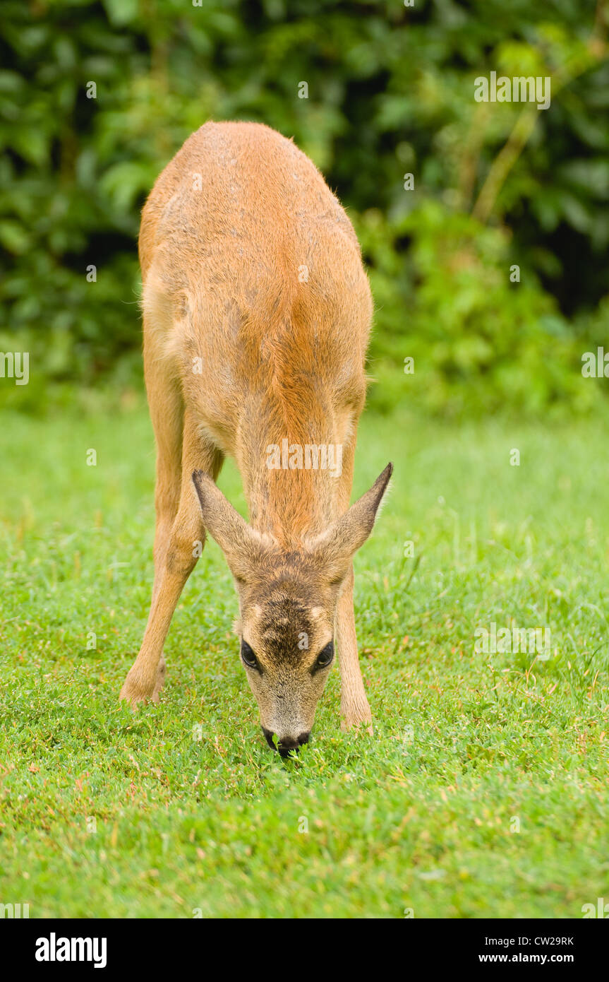 young Roe deer Stock Photo - Alamy