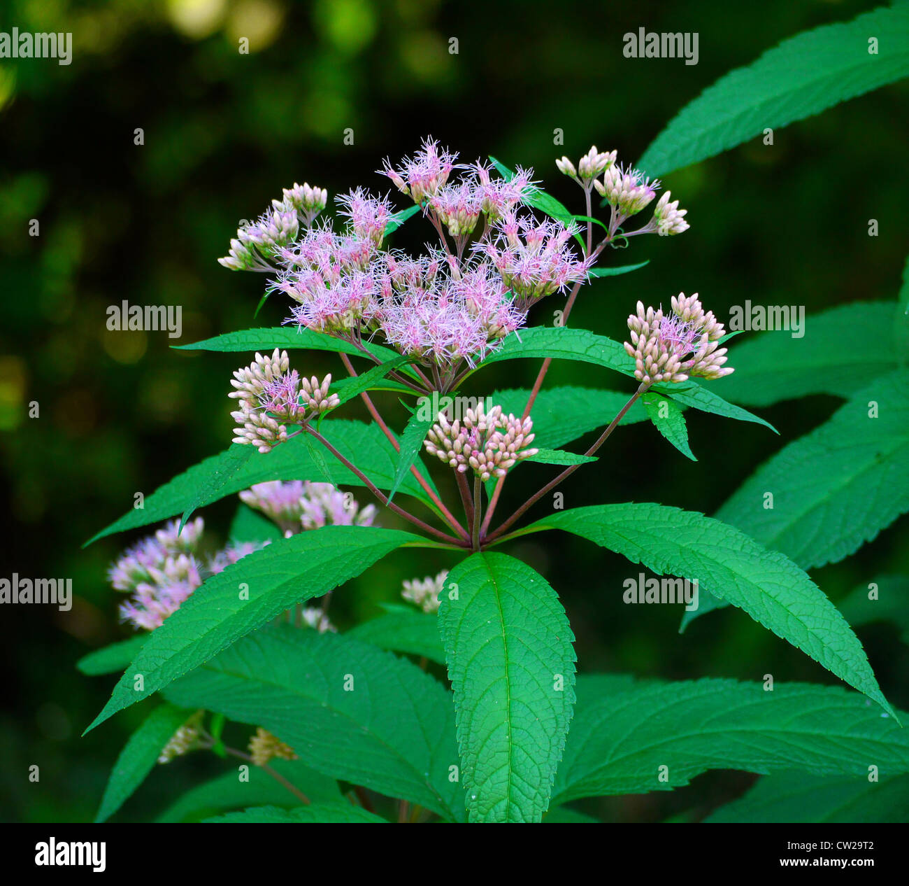 Pretty wildflowers hi-res stock photography and images - Alamy