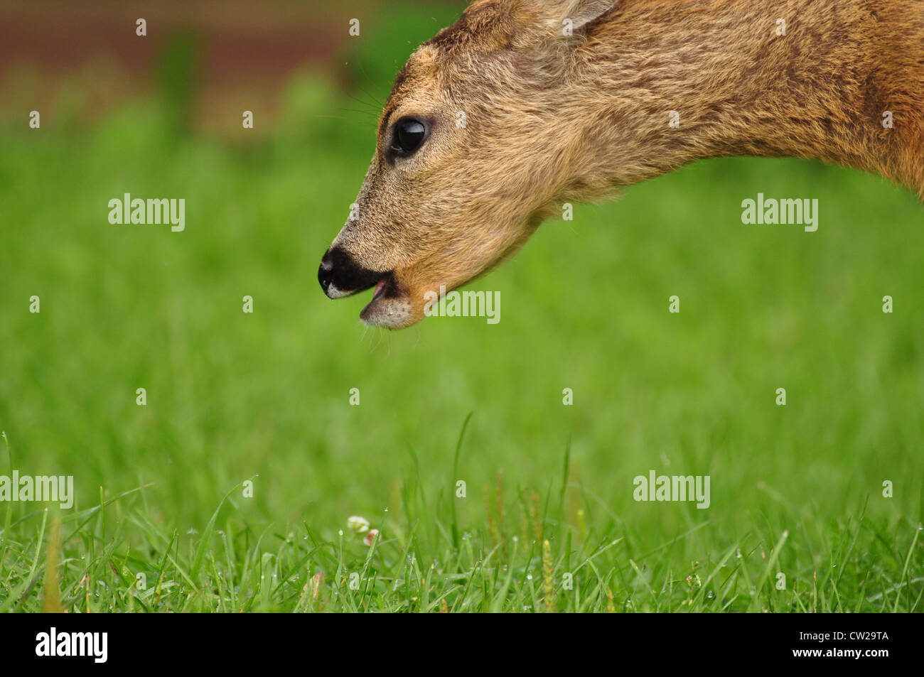 Young Roe deer Stock Photo - Alamy