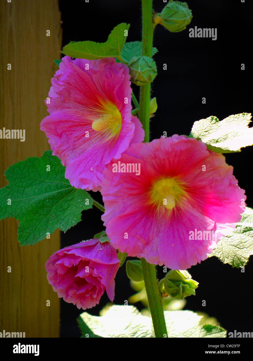 Shaded pink hollyhocks Stock Photo - Alamy