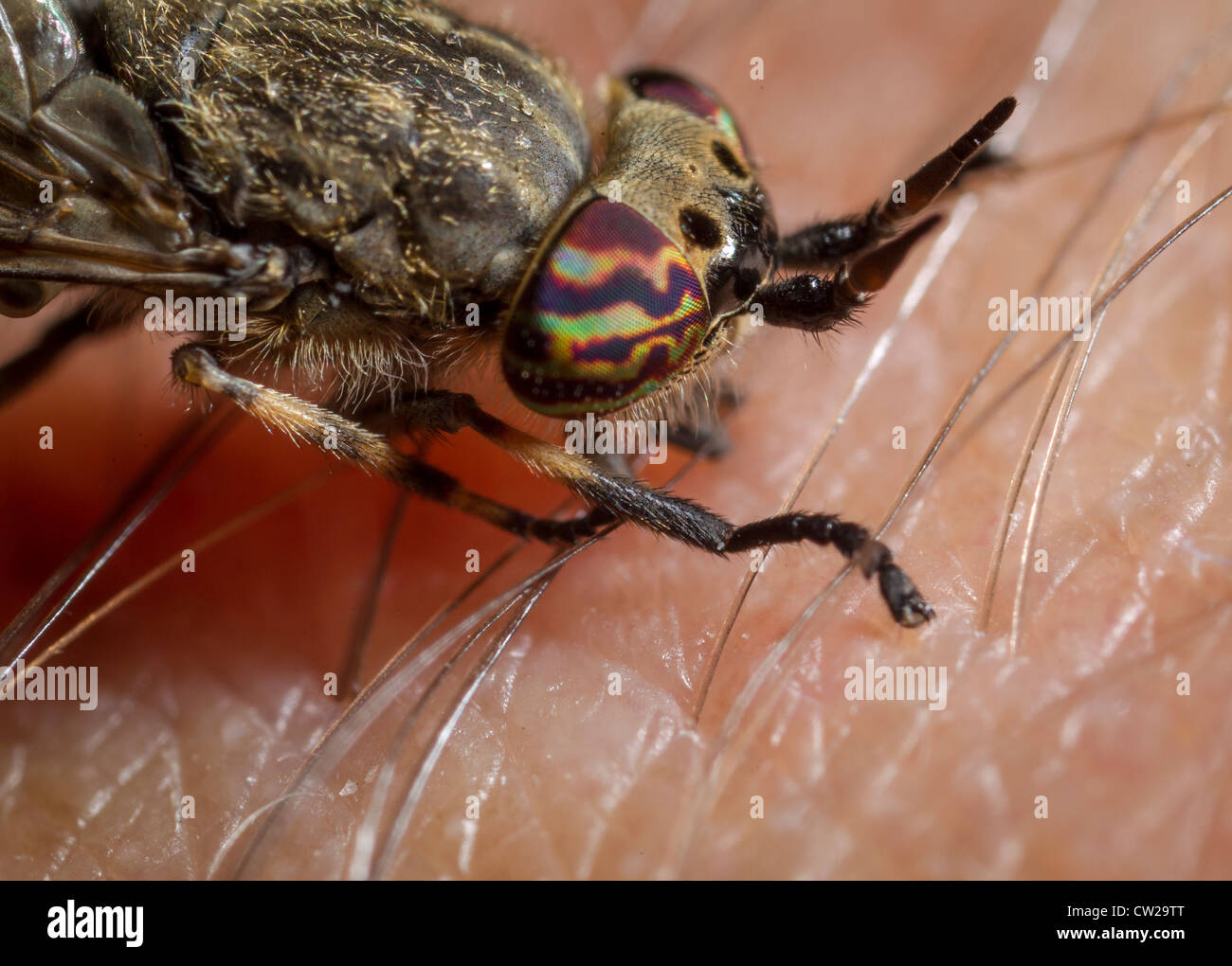 Female common horsefly, cleg or notch-horned cleg-fly (Haematopota ...