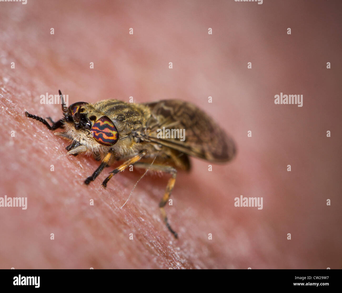 Biting horsefly hi-res stock photography and images - Alamy