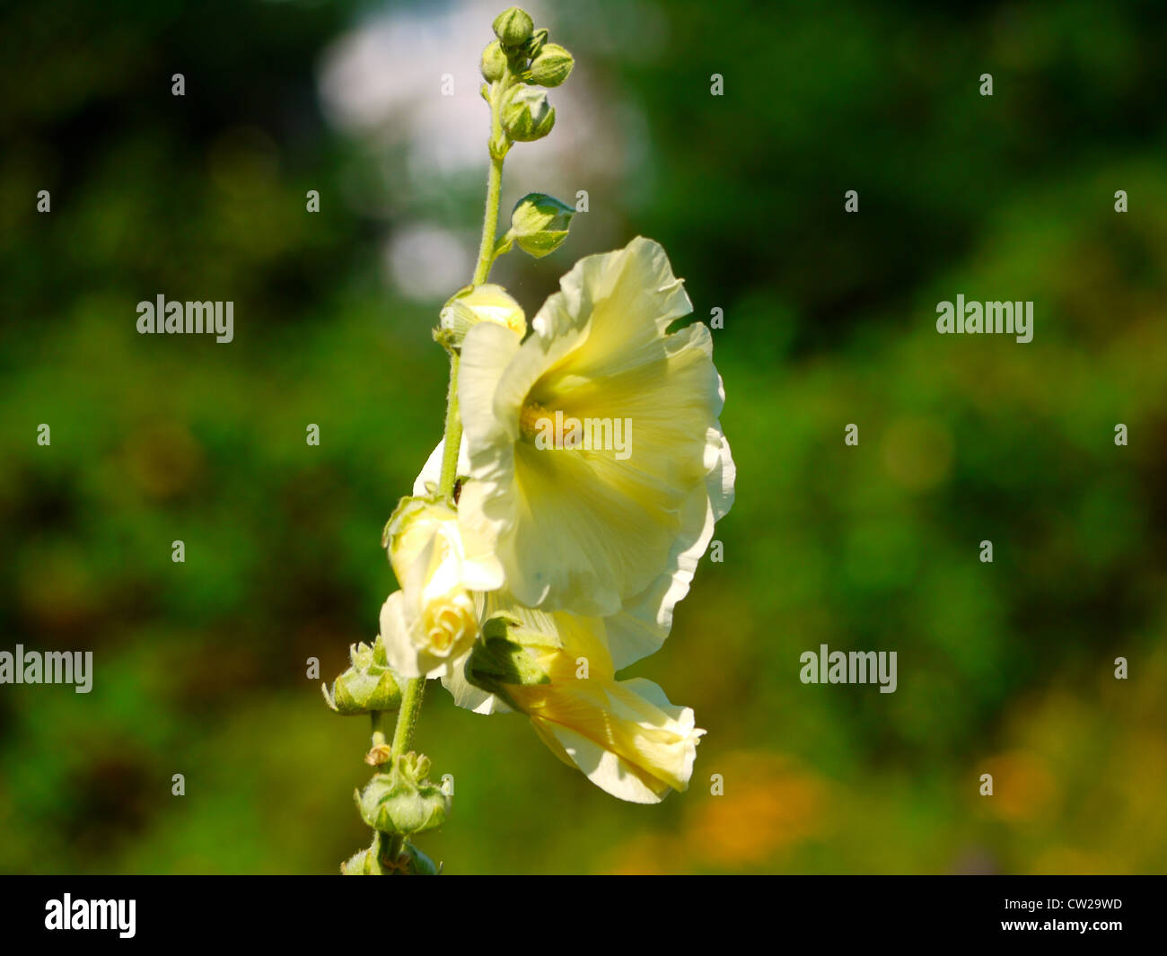 Tree hollyhock hi-res stock photography and images - Alamy