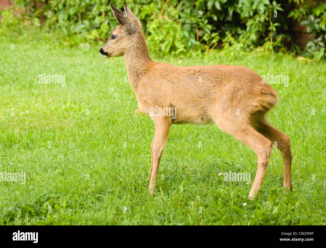young Roe deer Stock Photo - Alamy