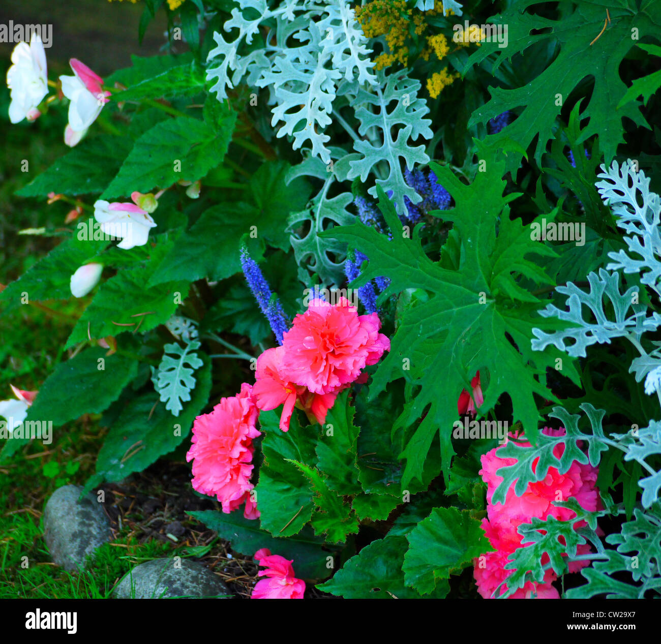 Begonia border hi-res stock photography and images - Alamy