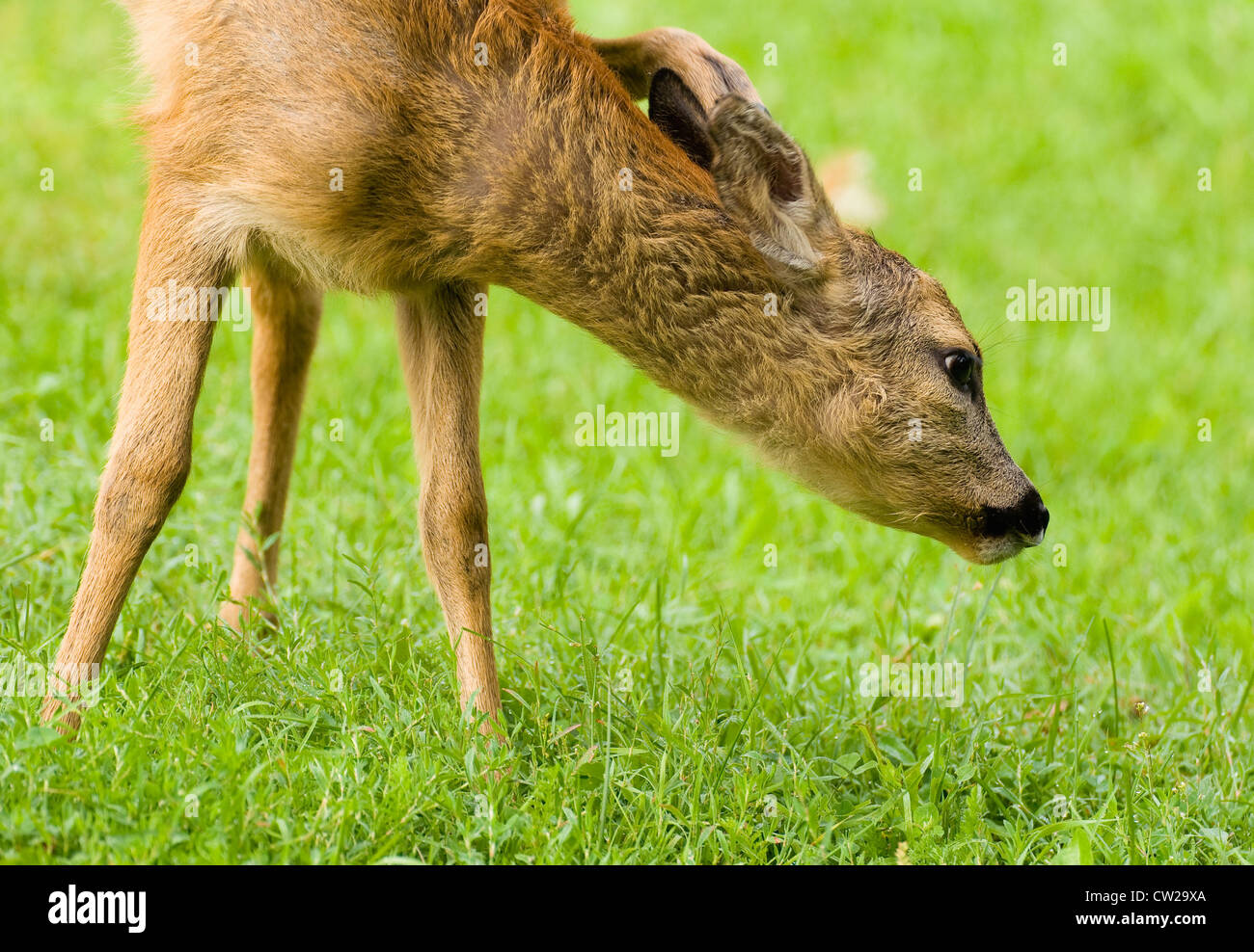 young Roe deer Stock Photo - Alamy