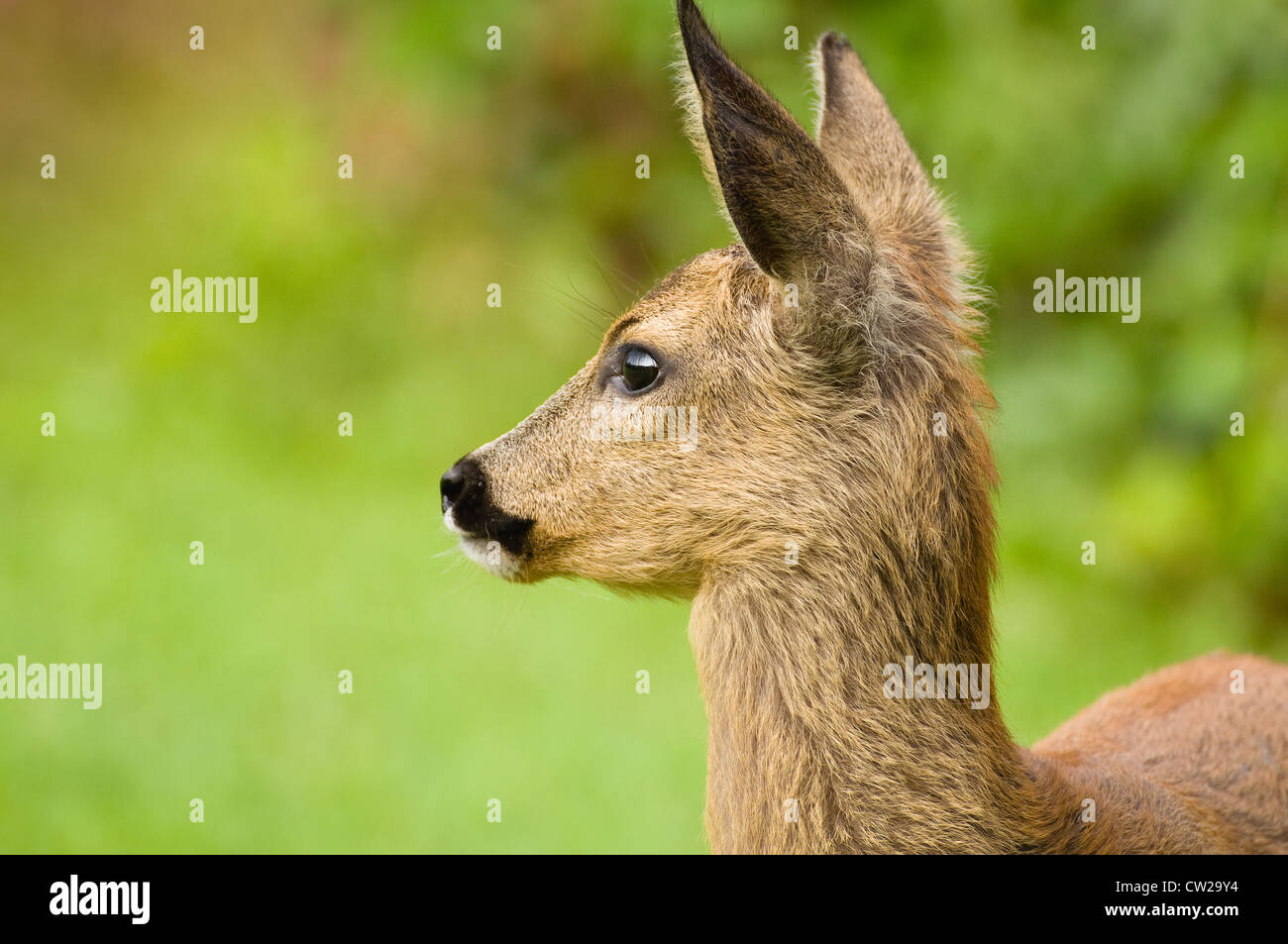 young Roe deer Stock Photo - Alamy