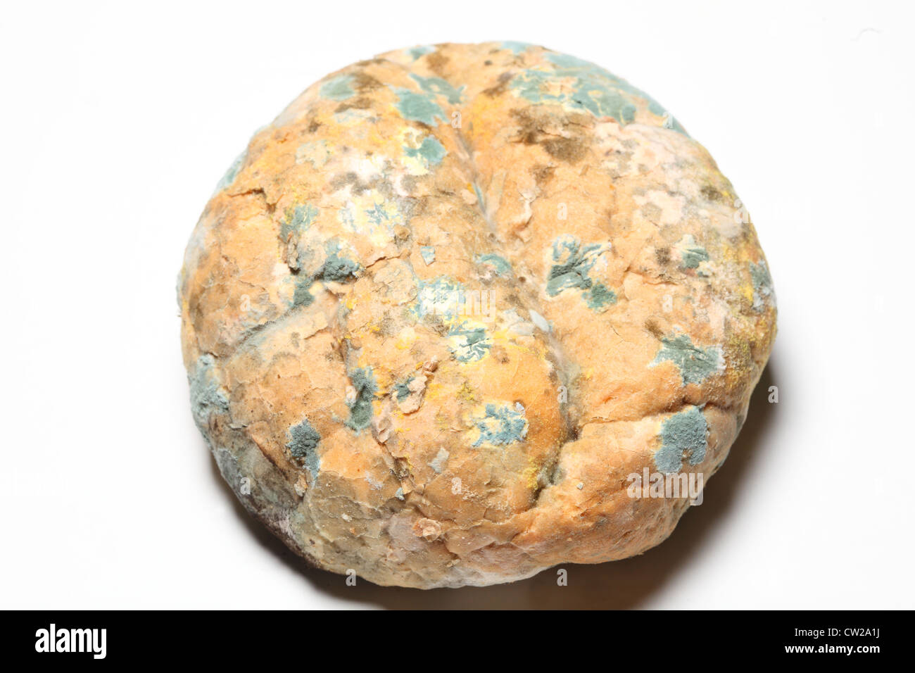 White fluffy mold hi-res stock photography and images - Alamy