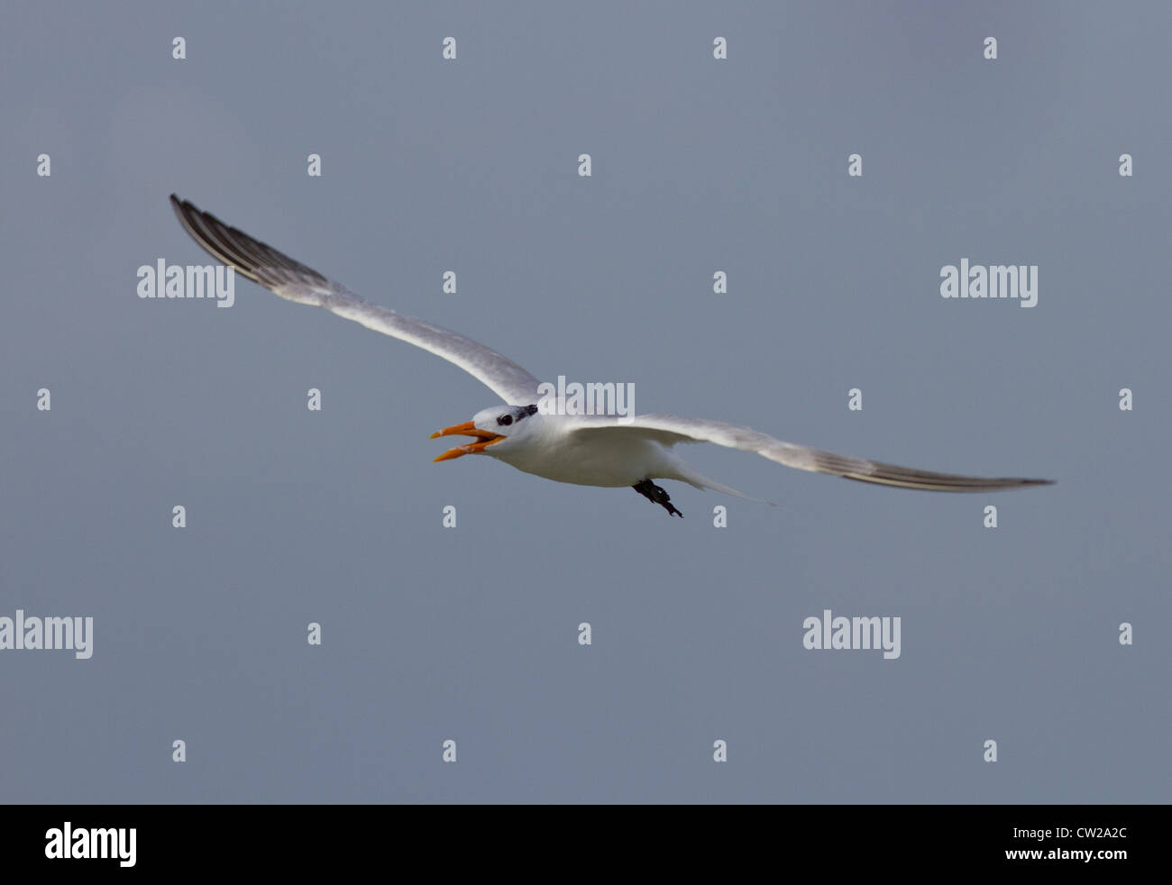 Flying Royal Tern Bird Stock Photo - Alamy