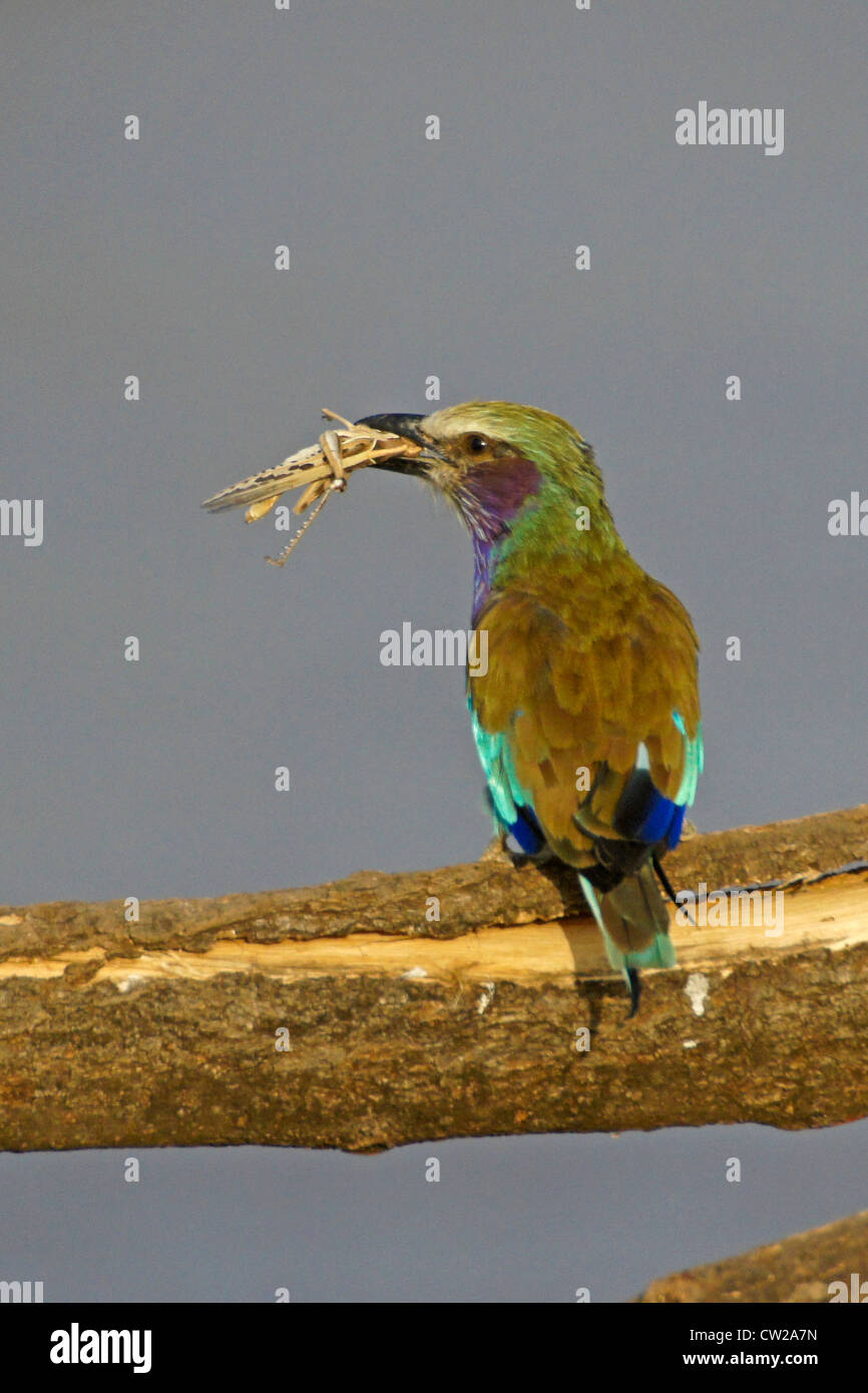 Kenya grasshopper hi-res stock photography and images - Alamy