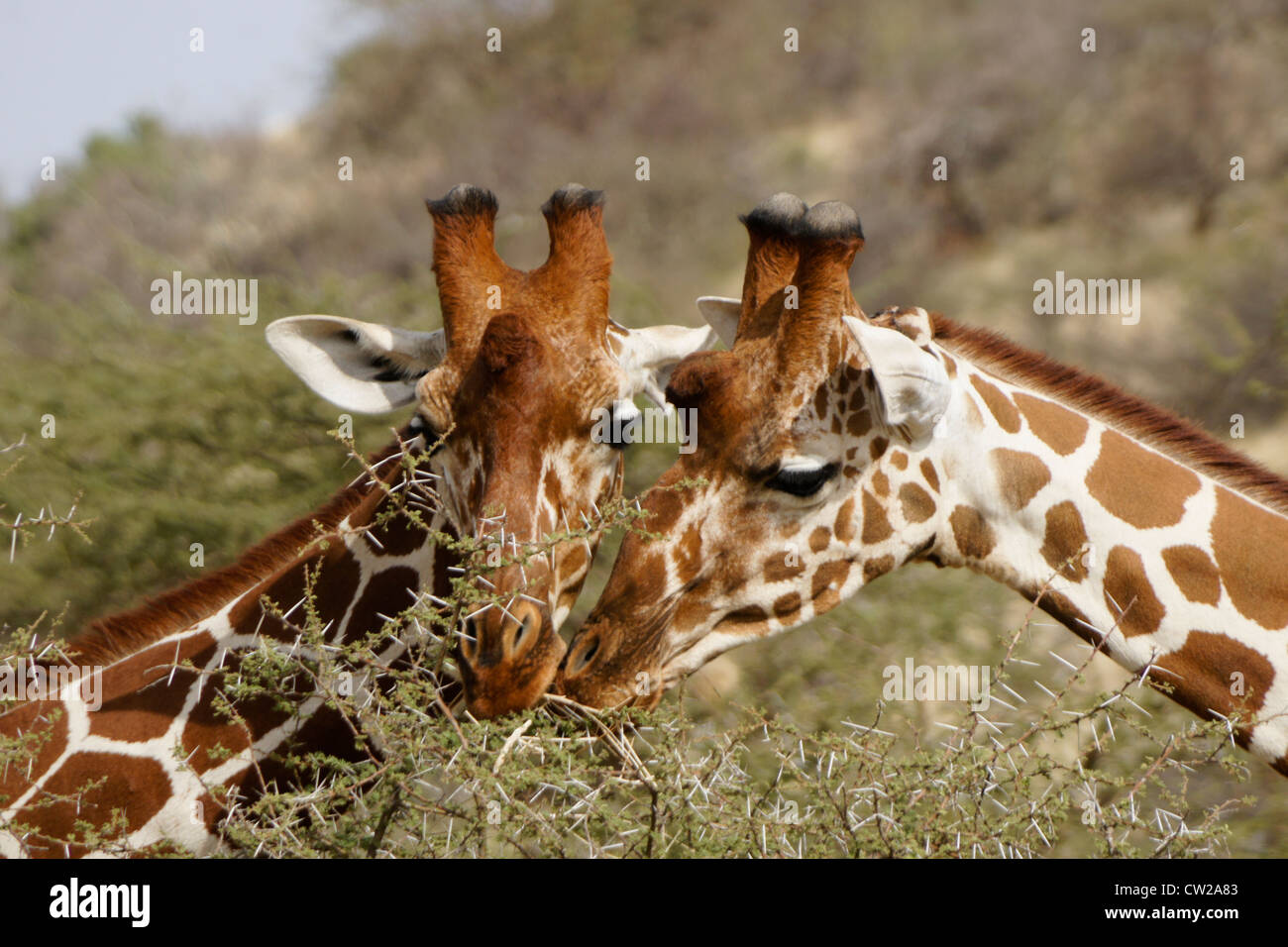 Giraffe eating face on hi-res stock photography and images - Alamy