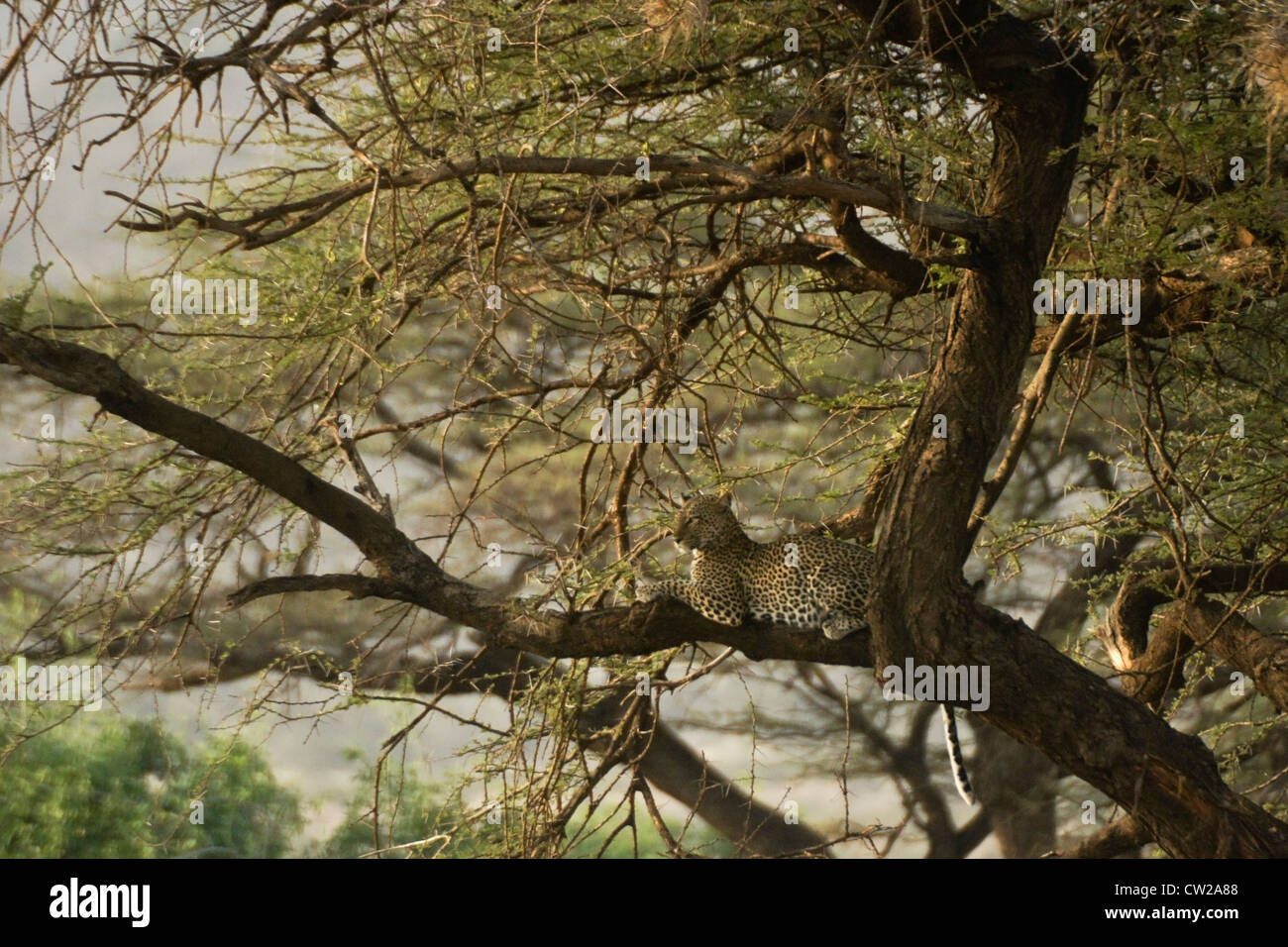 African leopards in tree hi-res stock photography and images - Alamy