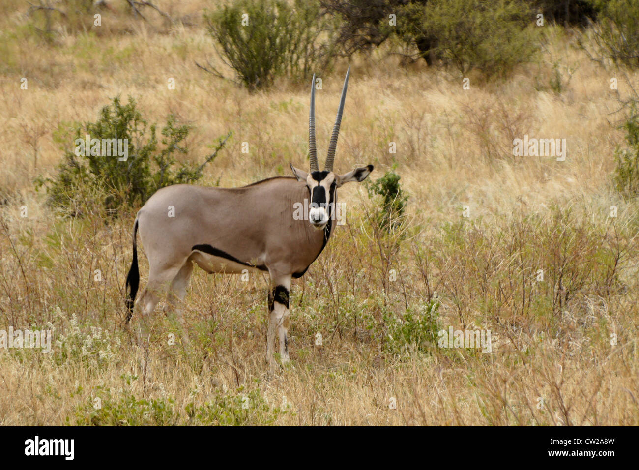 East African oryx (common beisa oryx) grazing, Samburu, Kenya Stock ...