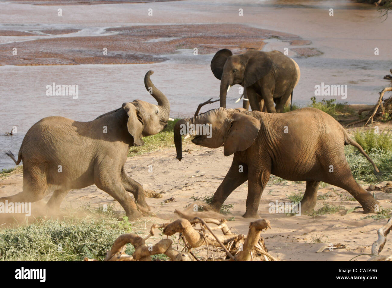 Elephants fighting hi-res stock photography and images - Alamy