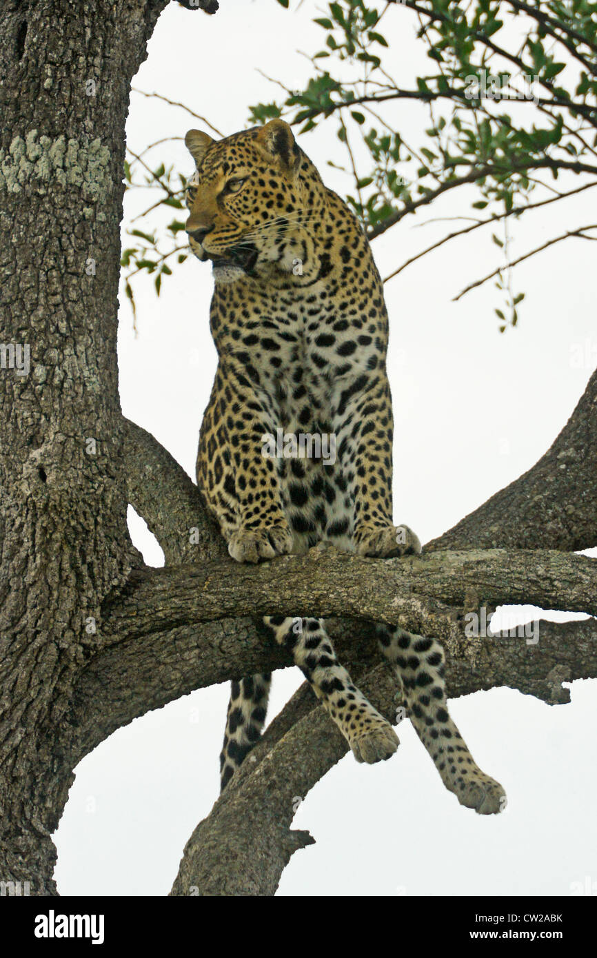 Leopard sitting in tree hi-res stock photography and images - Alamy