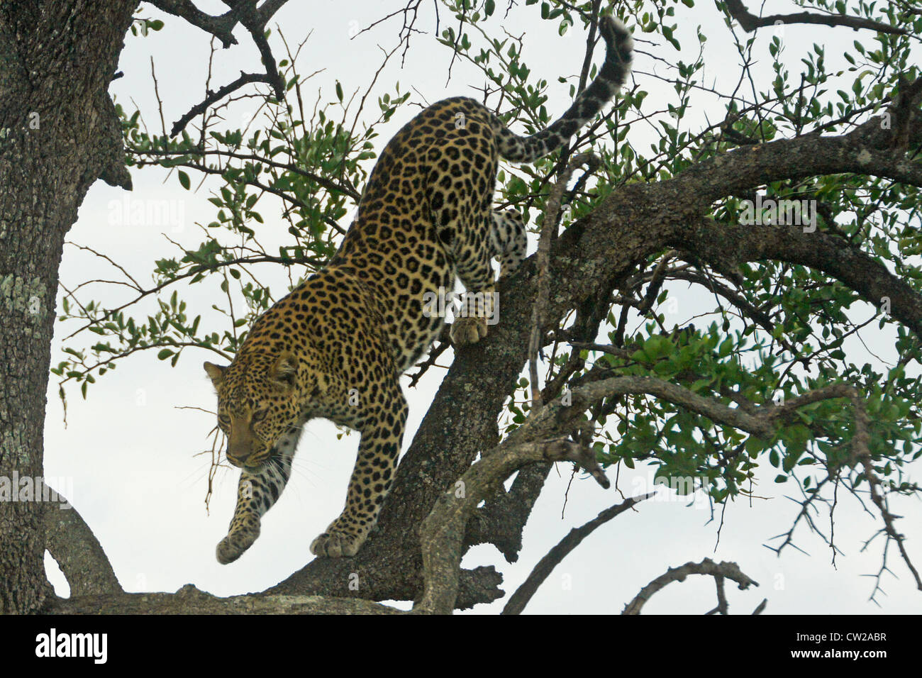 Carnivorous tree hi-res stock photography and images - Alamy