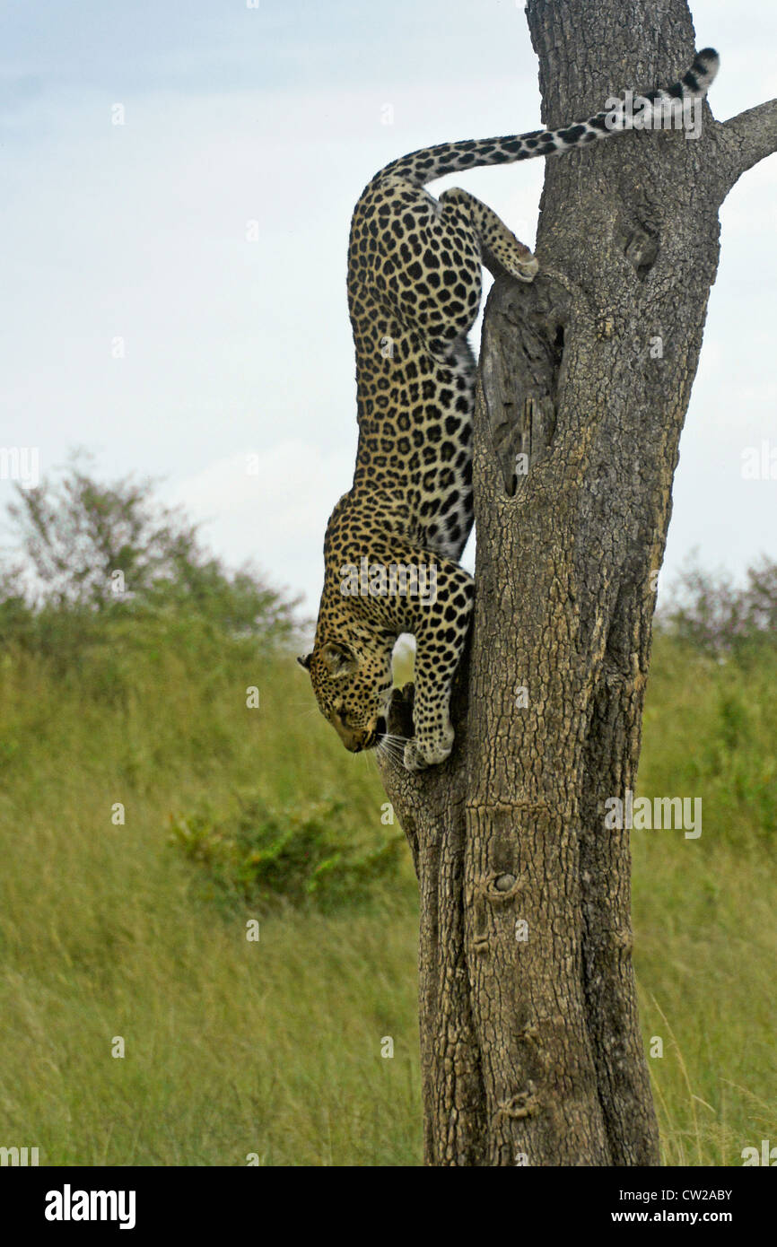 Carnivorous tree hi-res stock photography and images - Alamy