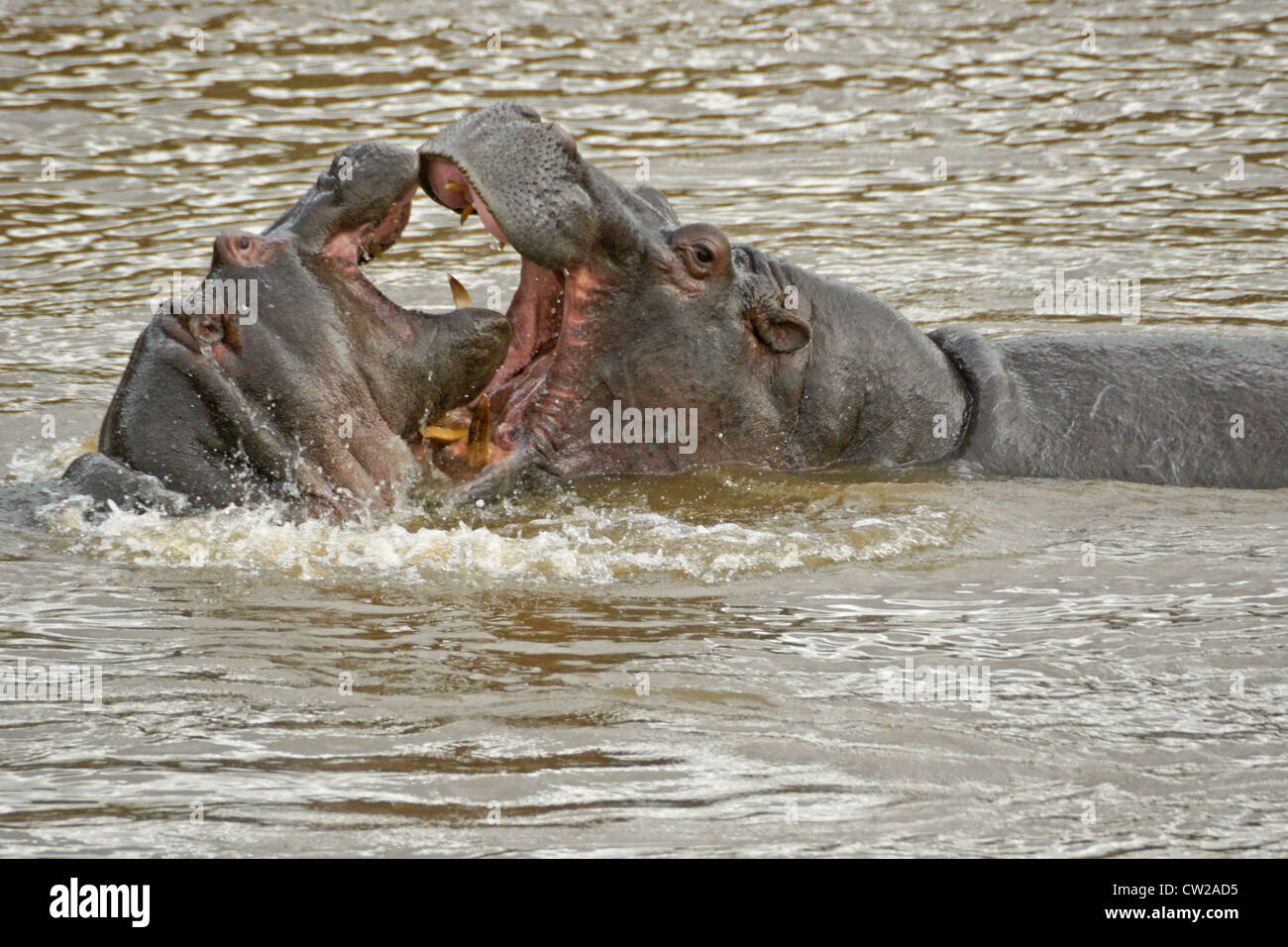Two hippos fighting in water hi-res stock photography and images - Alamy