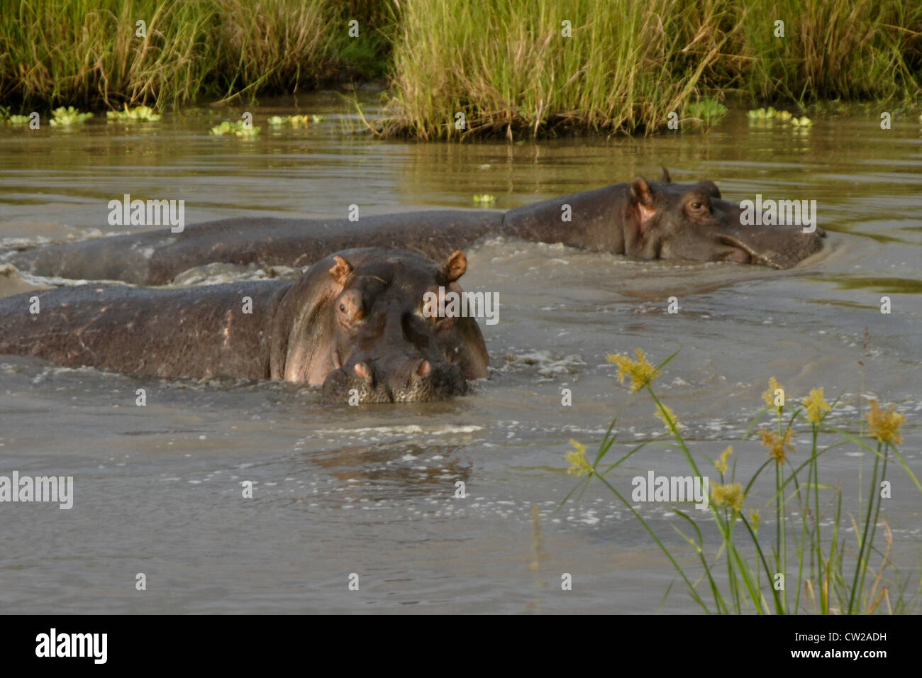 Hippos in pool, Masai Mara, Kenya Stock Photo - Alamy
