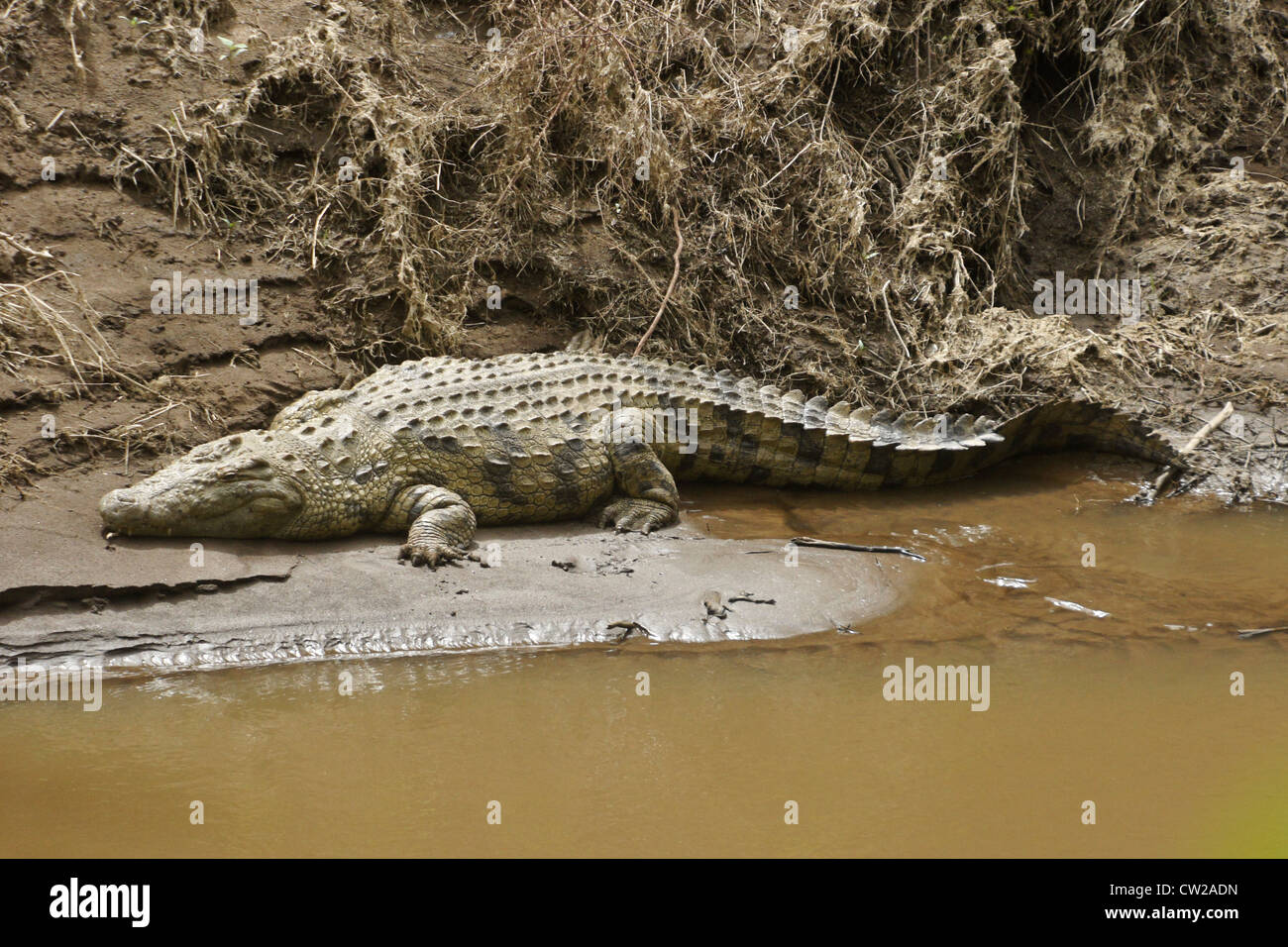 Nile crocodile sleeping on river bank, Masai Mara, Kenya Stock Photo ...